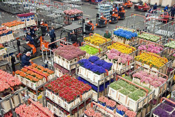 How to Visit the Aalsmeer Flower Auction from Amsterdam, The ...