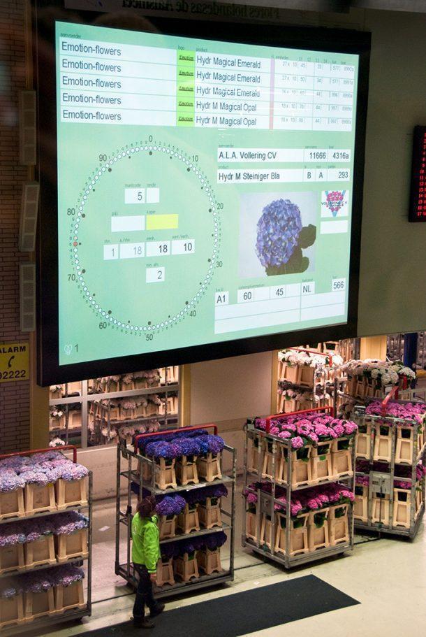 How to Visit the Aalsmeer Flower Auction from Amsterdam, The ...