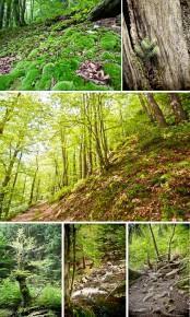 Hiking Belgium's Hautes Fagnes Nature Reserve | CheeseWeb