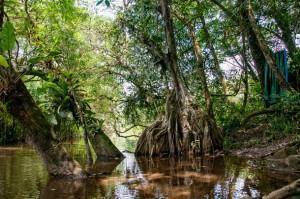 Reserve Naturelle des Marais de Kaw-Roura, French Guiana | CheeseWeb