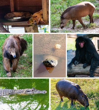 3 Easy Ways to See Nature in French Guiana | CheeseWeb