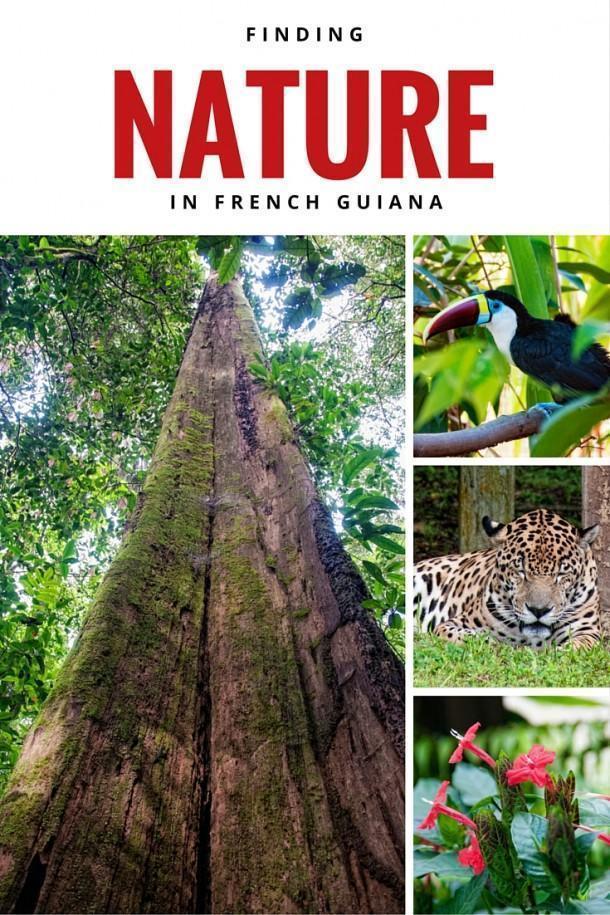 3 Easy Ways to See Nature in French Guiana | CheeseWeb