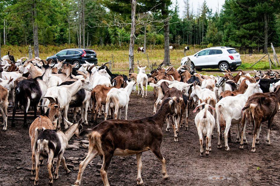 Goat Cheese Farm Fromagerie Au Fond du Bois, Rexton, New Brunswick ...