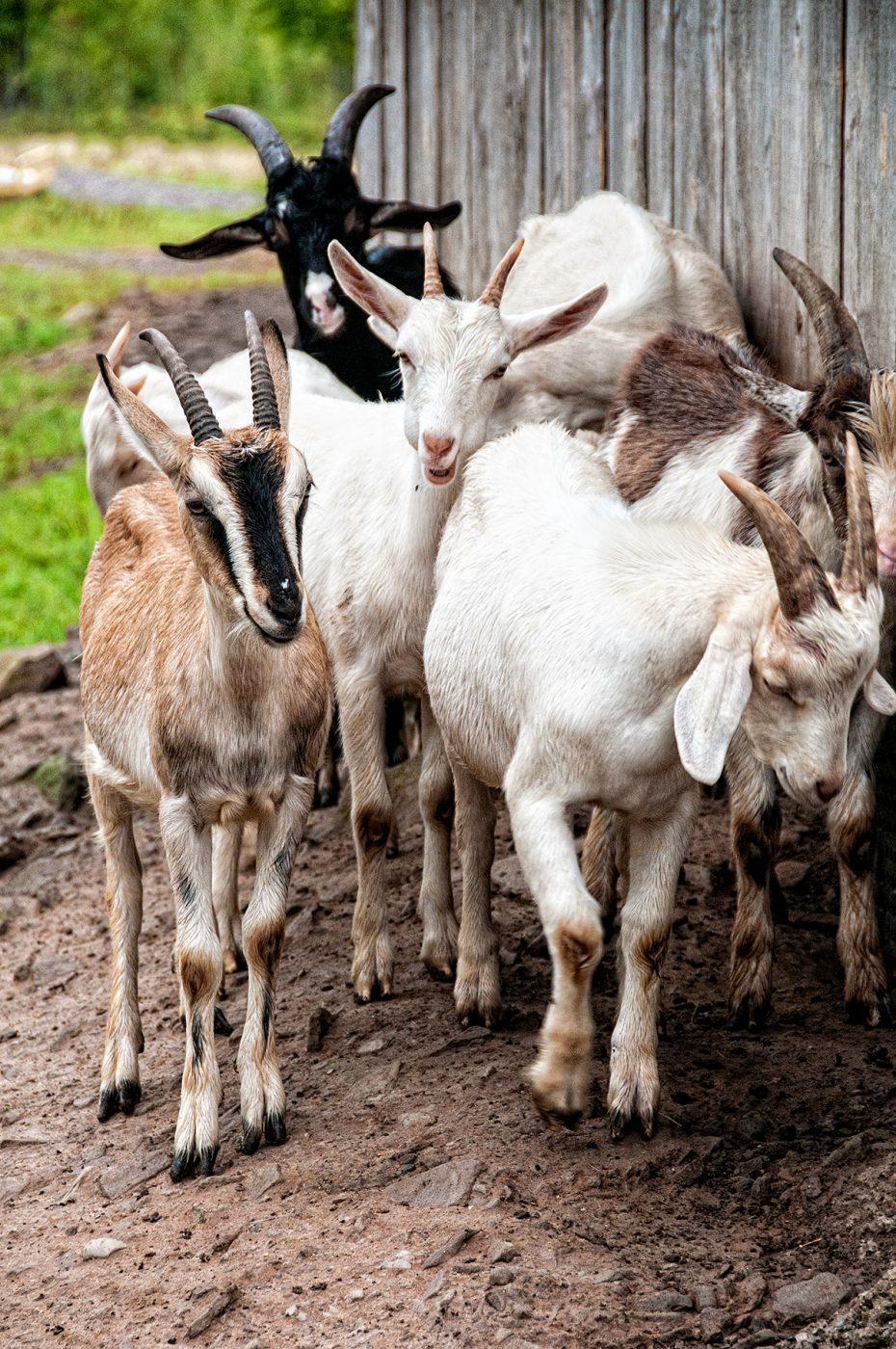 Goat Cheese Farm Fromagerie Au Fond du Bois, Rexton, New Brunswick ...