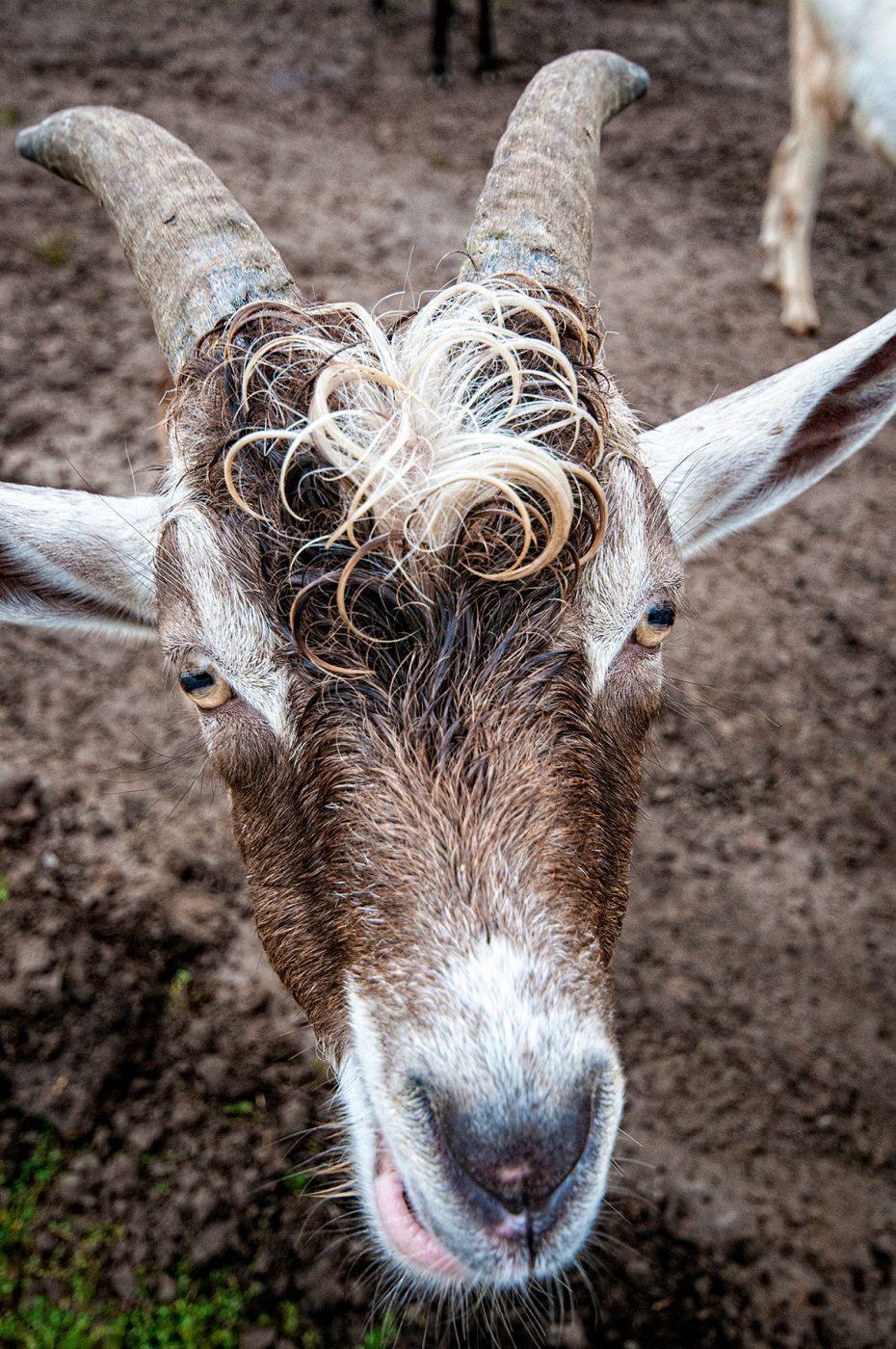 Goat Cheese Farm Fromagerie Au Fond du Bois, Rexton, New Brunswick ...