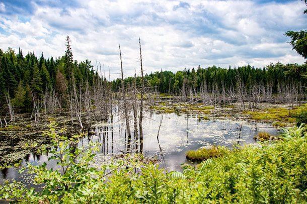 Mactaquac Provincial Park Camping, Hiking & TreeGo in NB, Canada ...