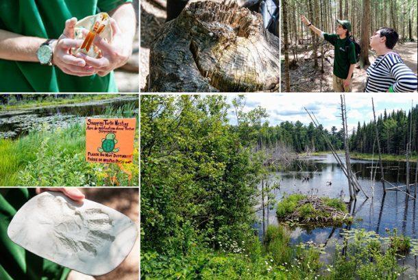 Mactaquac Provincial Park Camping, Hiking & TreeGo in NB, Canada ...