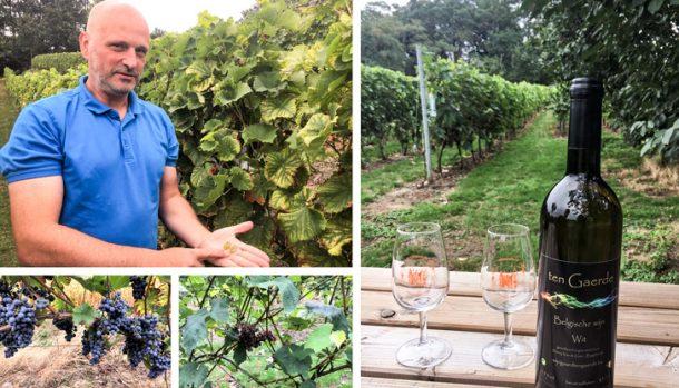 Wine Tasting in Belgium’s Hageland, Flemish Brabant | CheeseWeb